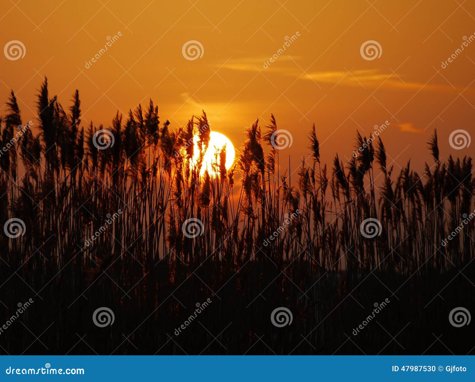Sunset reed stock photo. Image of beauty, spooky, nature - 47987530