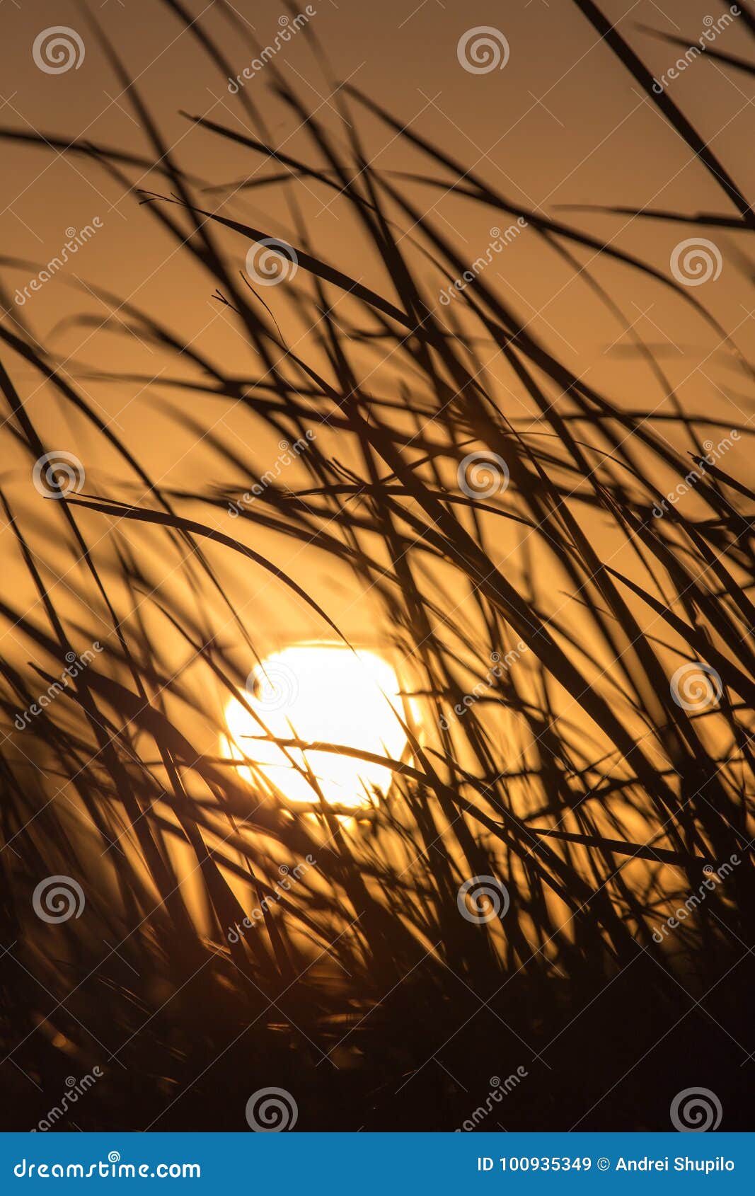 Sunset in the Reeds on the Nature Stock Image - Image of stalks, energy ...