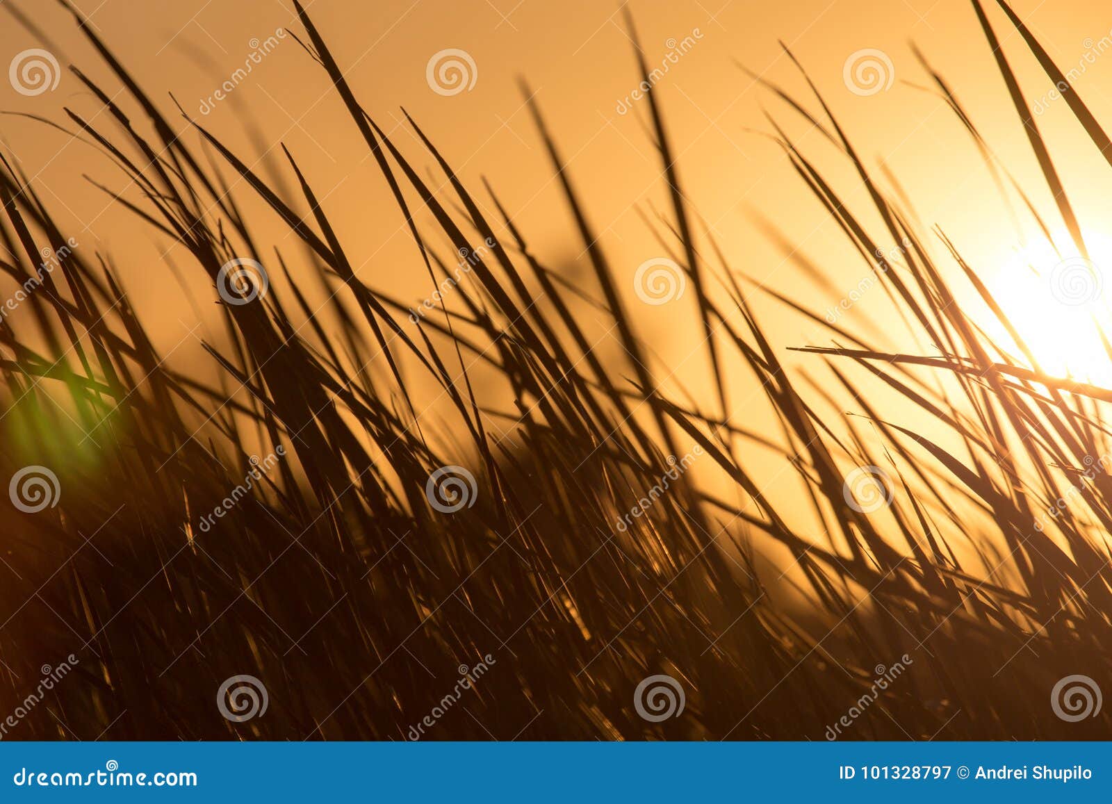 Sunset in the Reeds on the Nature Stock Image - Image of accumulation ...
