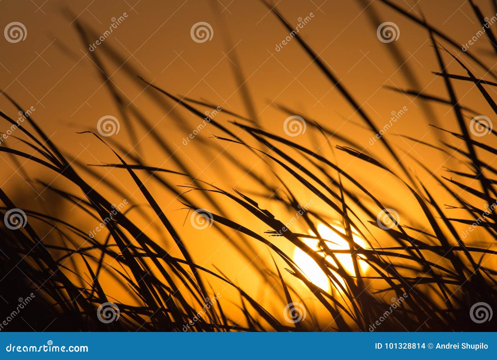 Sunset in the Reeds on the Nature Stock Photo - Image of backlit, solar ...