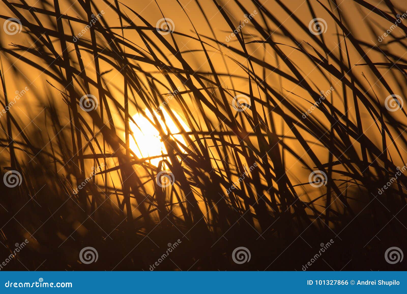 Sunset in the Reeds on the Nature Stock Photo - Image of life ...