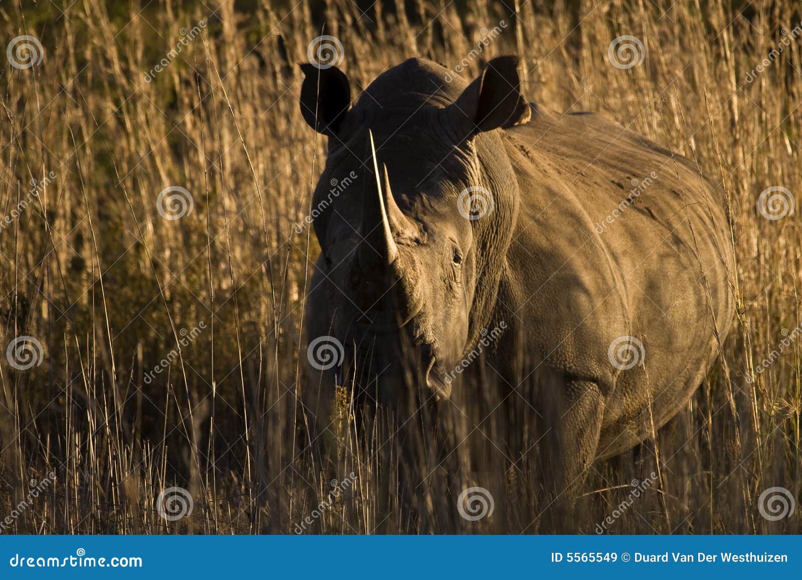 Sunset Rhino stock image. Image of elephant, trunk, large - 5565549