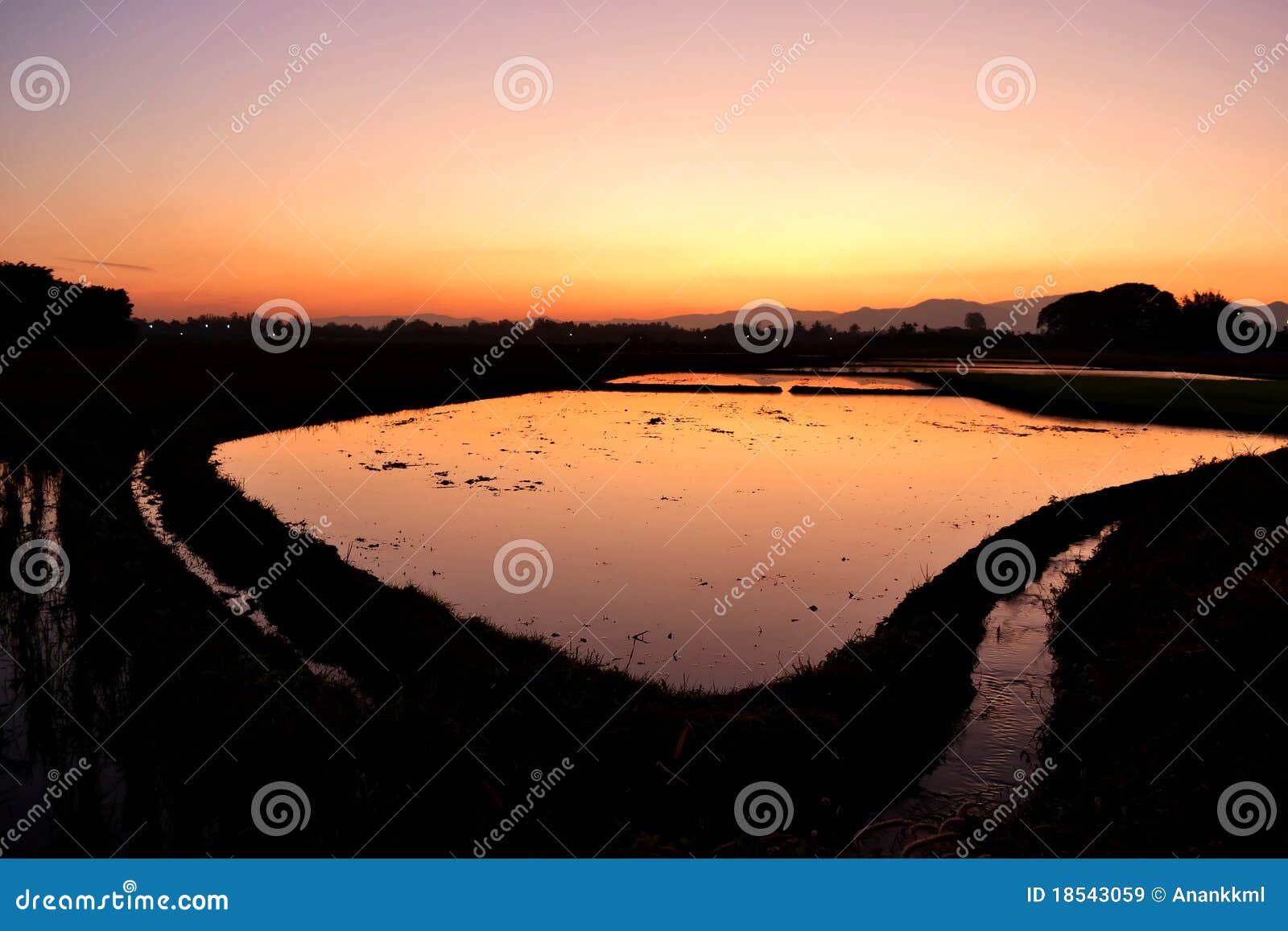 Sunset and rice farm stock image. Image of plants, romantic - 18543059