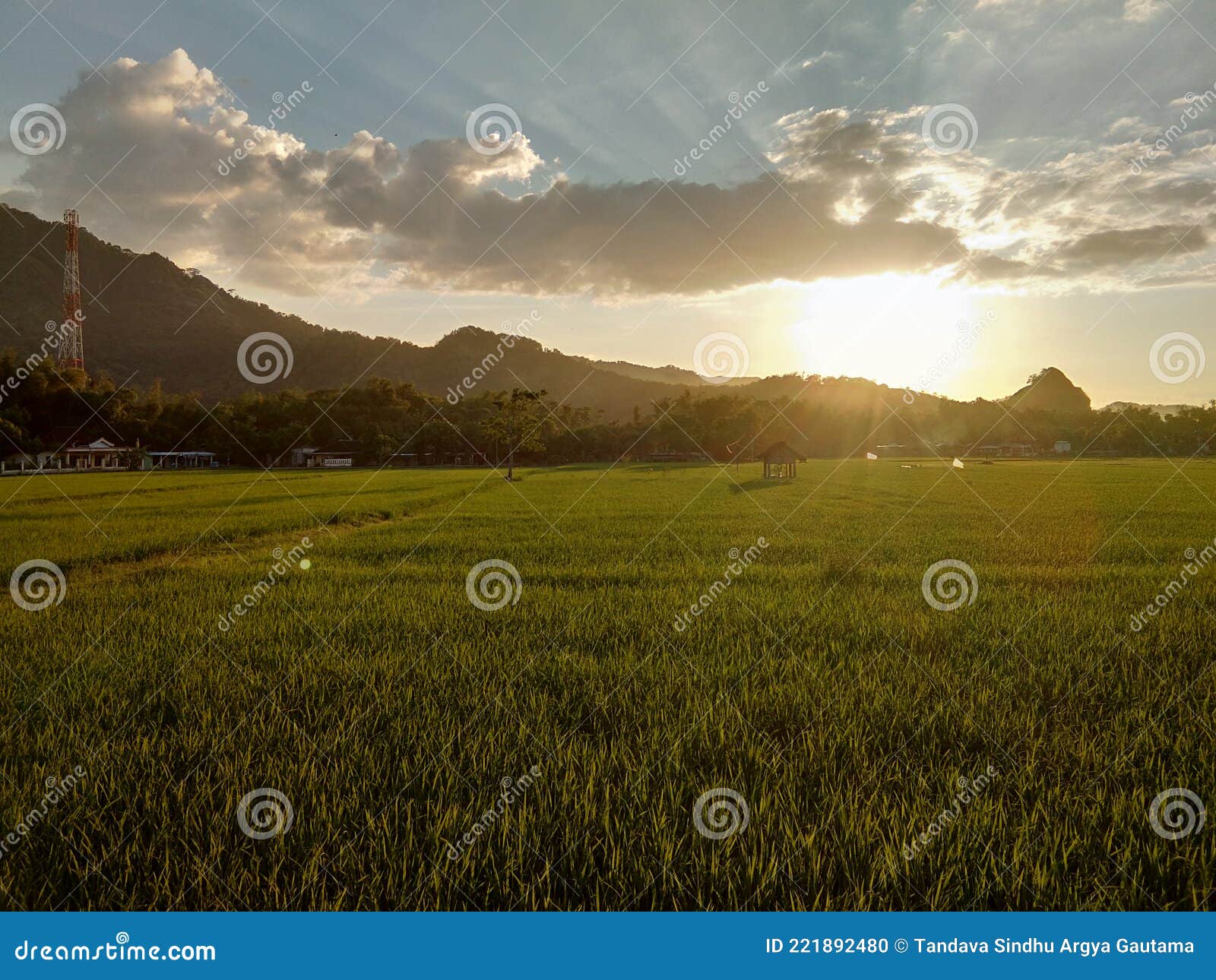 Sunset in the rice field stock photo. Image of plain - 221892480