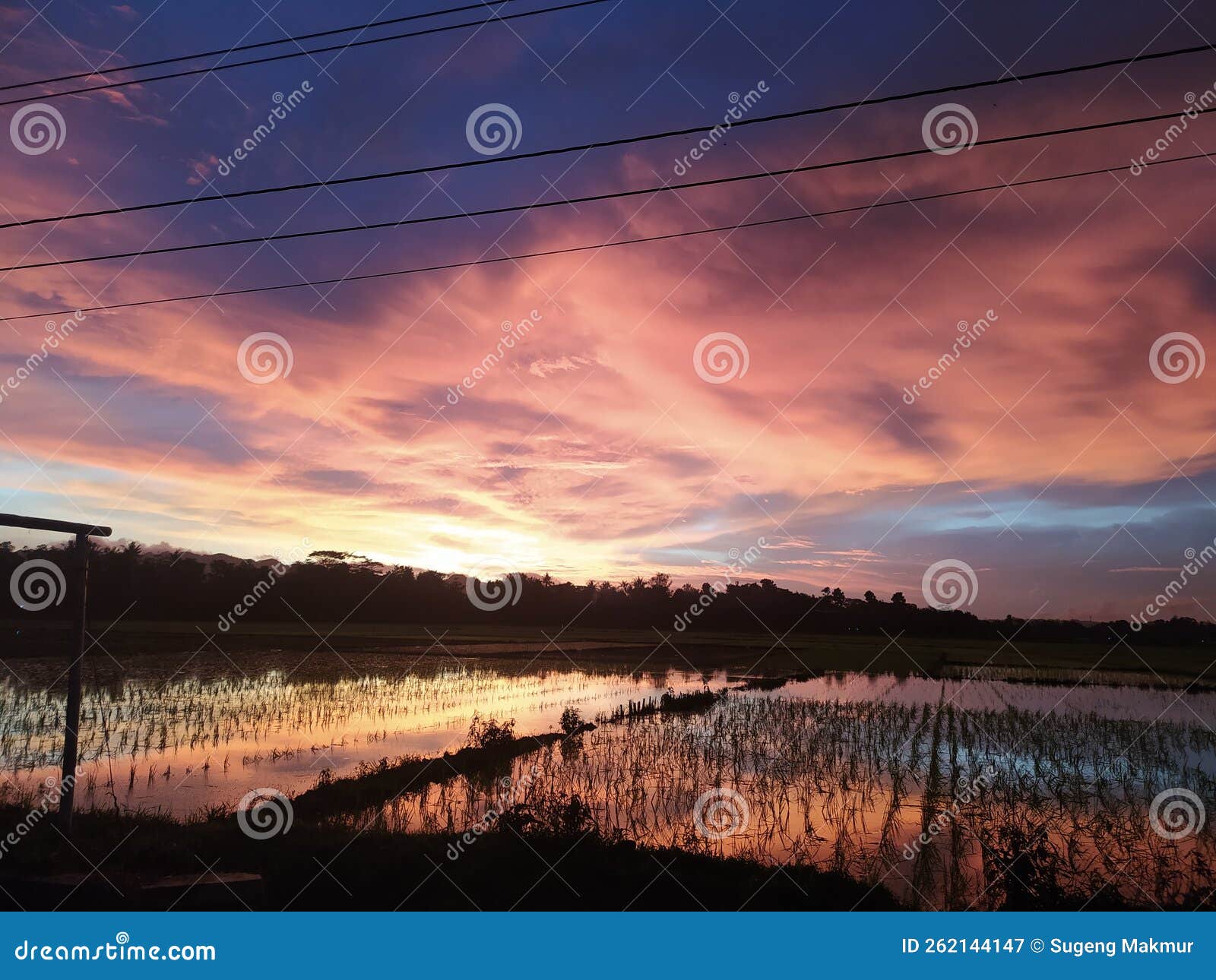 Sunset in the rice fields stock image. Image of sunset - 262144147
