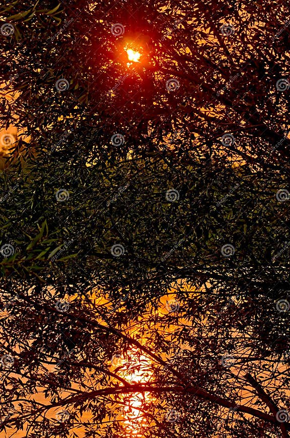 Sunset on the River with Trees Stock Image - Image of evening, summer ...