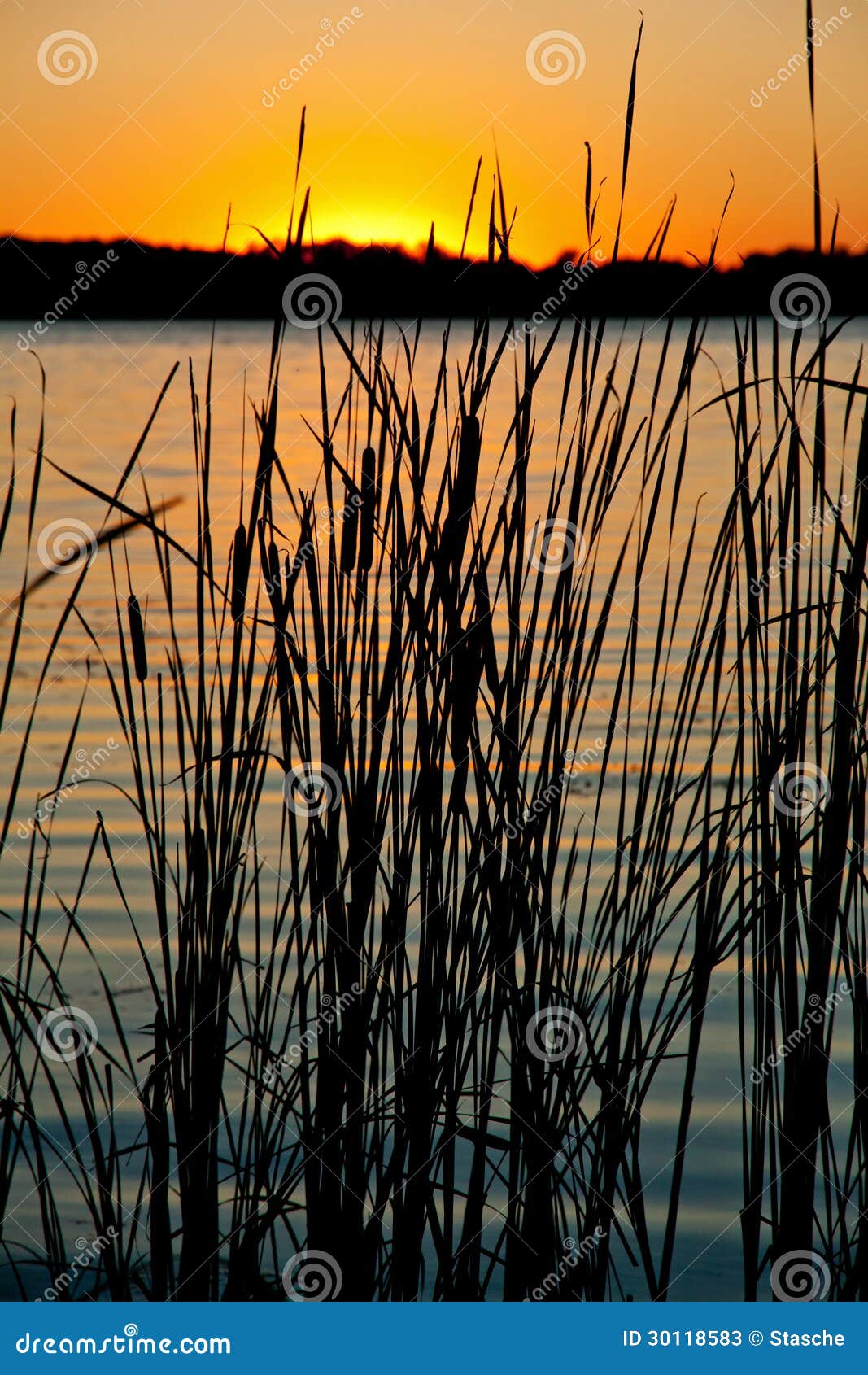 Sunset on the River with the Silhouette of Reed Stock Image - Image of ...