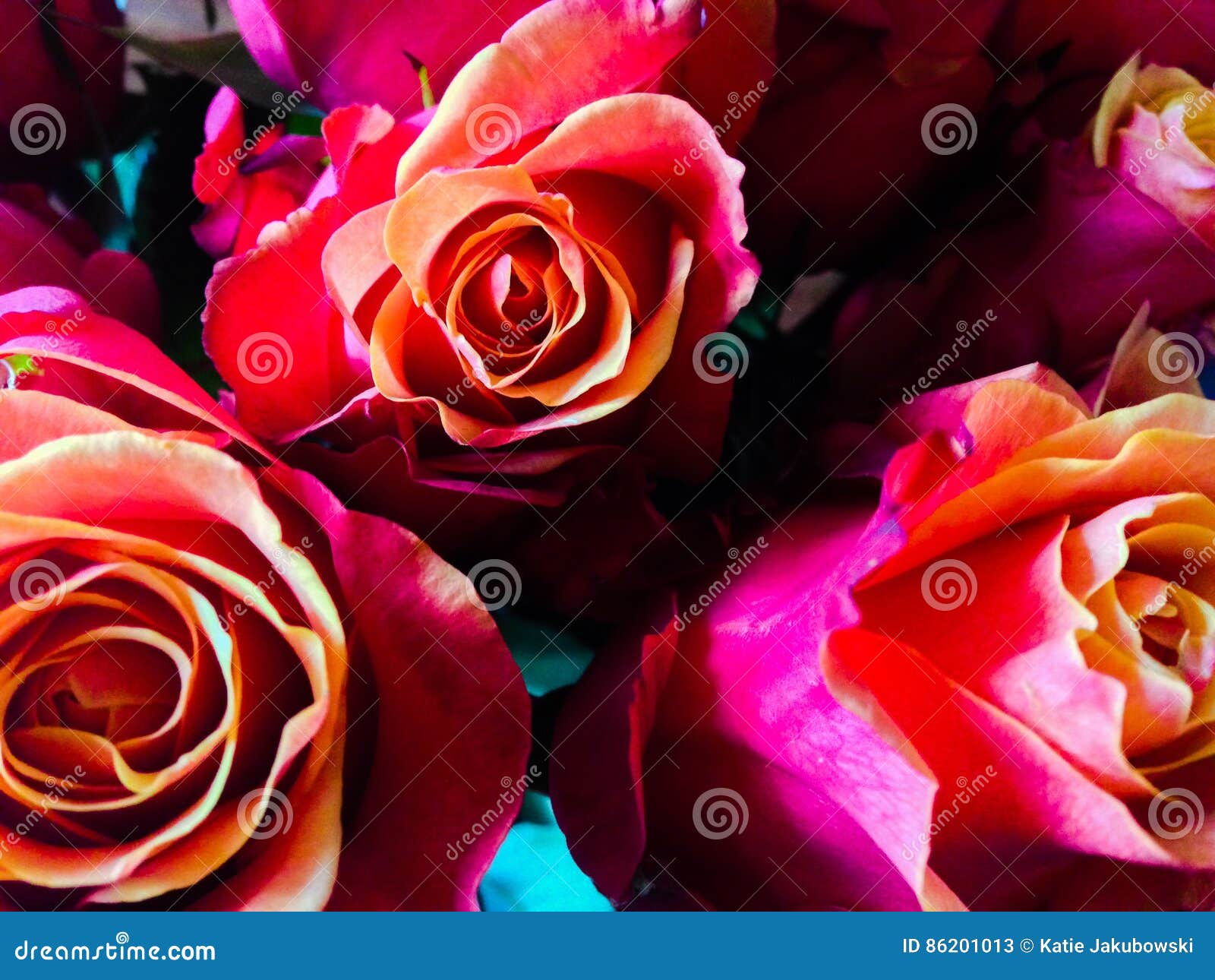 Sunset Roses stock image. Image of floral, roses, beautiful - 86201013