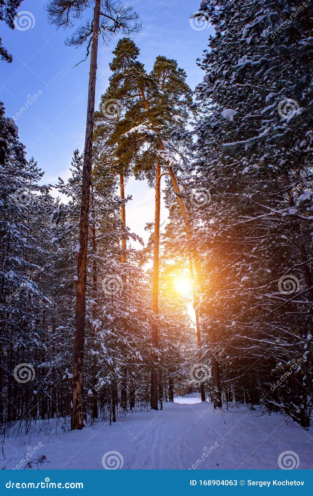 Sunset in a Russian Winter Pine Forest. Stock Image - Image of nature ...