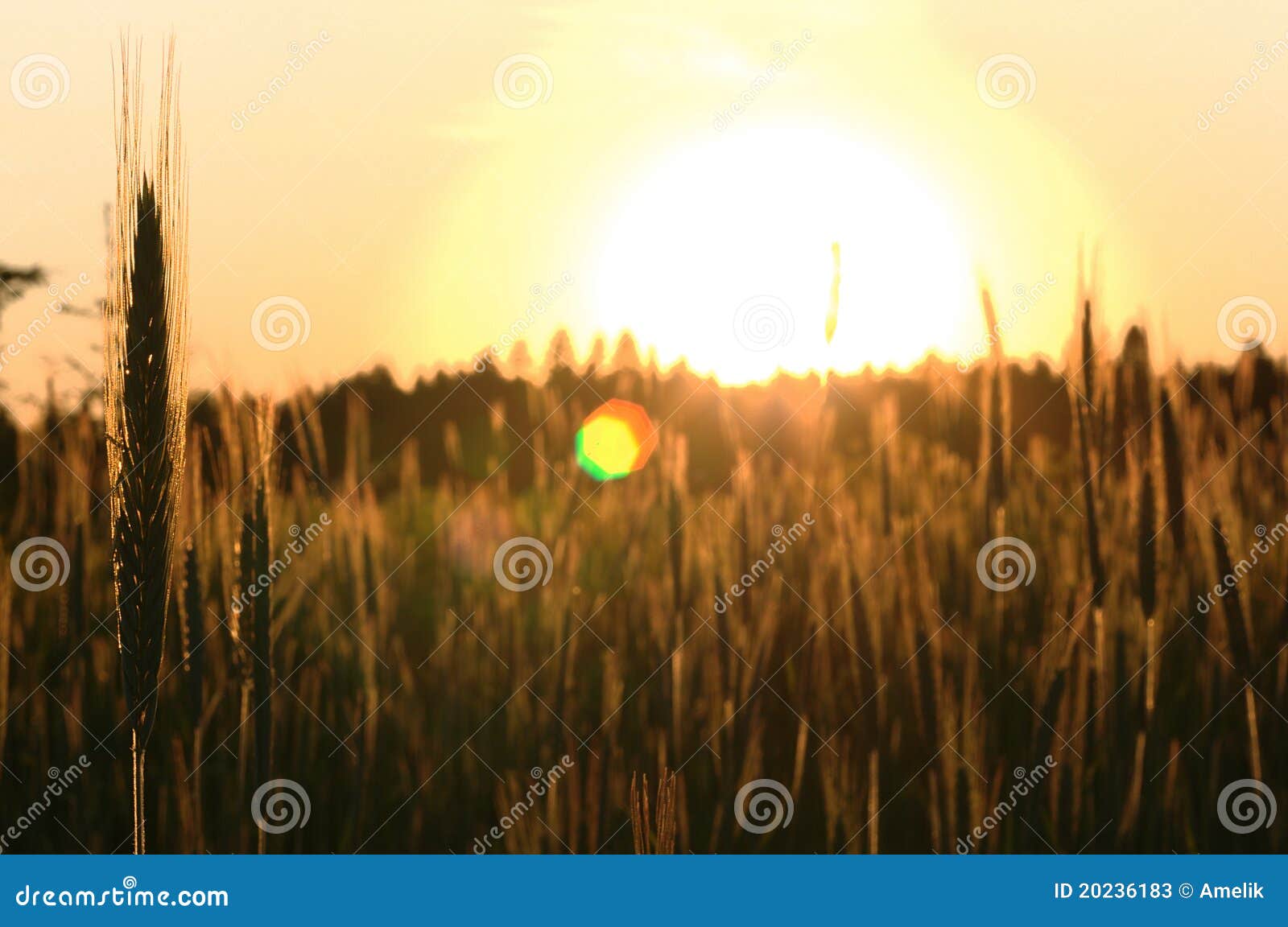 Sunset in the rye field stock image. Image of spike, nature - 20236183