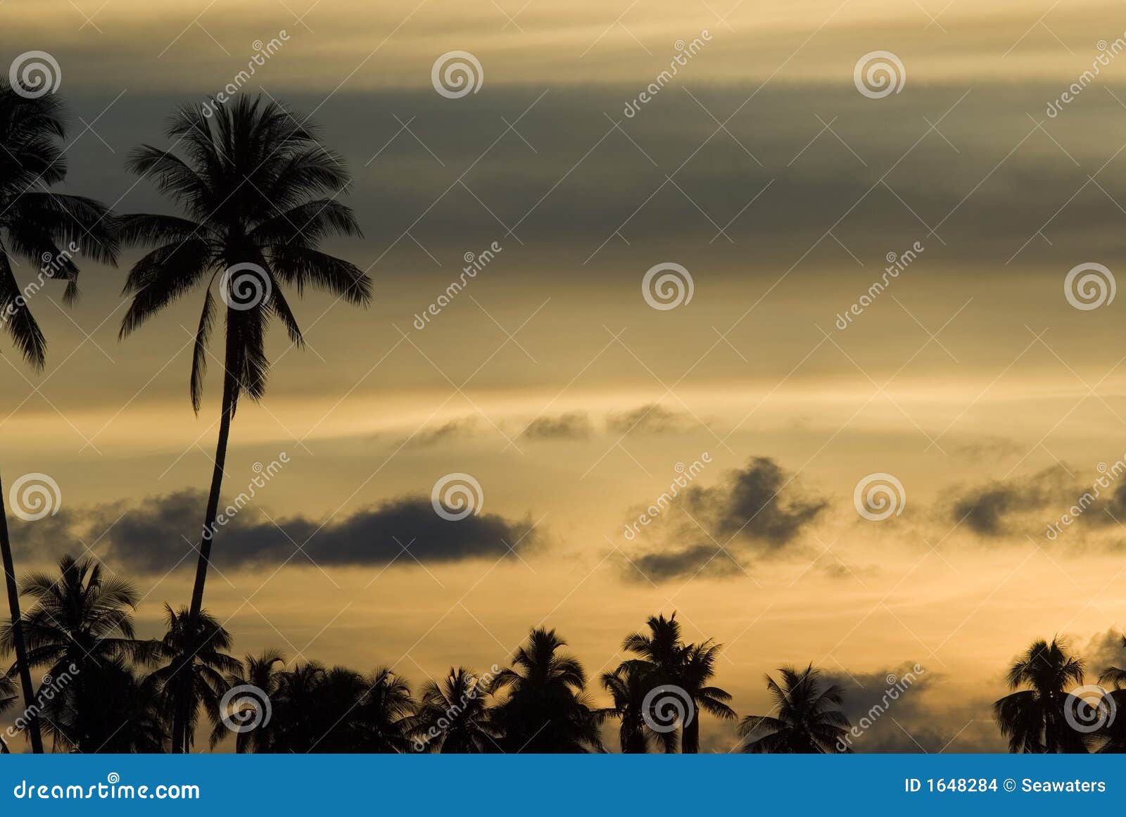Sunset in Sabah stock photo. Image of climate, leaf, leaves - 1648284