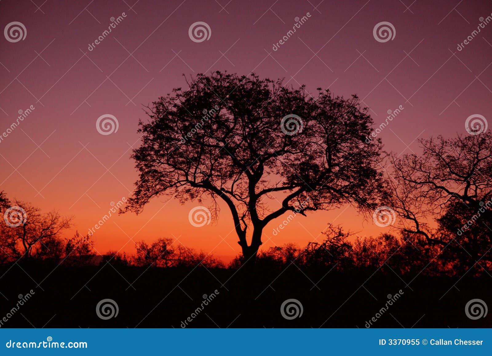 Sunset on Sabi Sands stock image. Image of mara, sands - 3370955