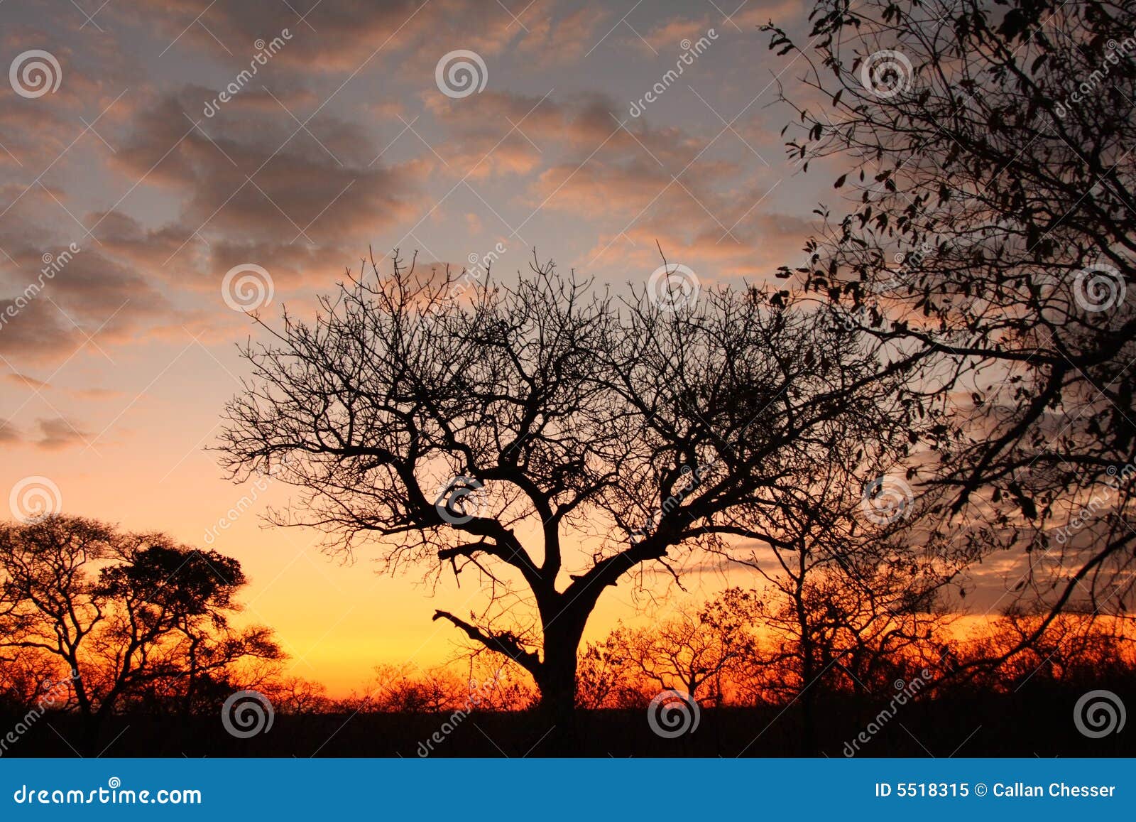 Sunset in Sabi Sands stock image. Image of clear, bushes - 5518315