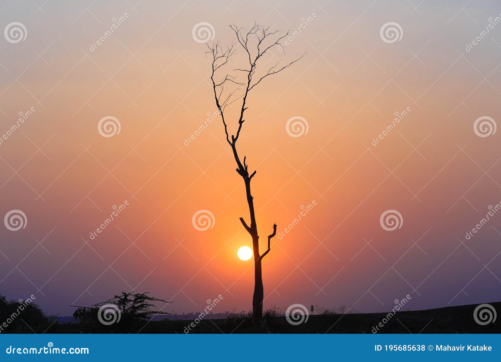 Sunset with Sad Tree stock photo. Image of tree, sunset - 195685638