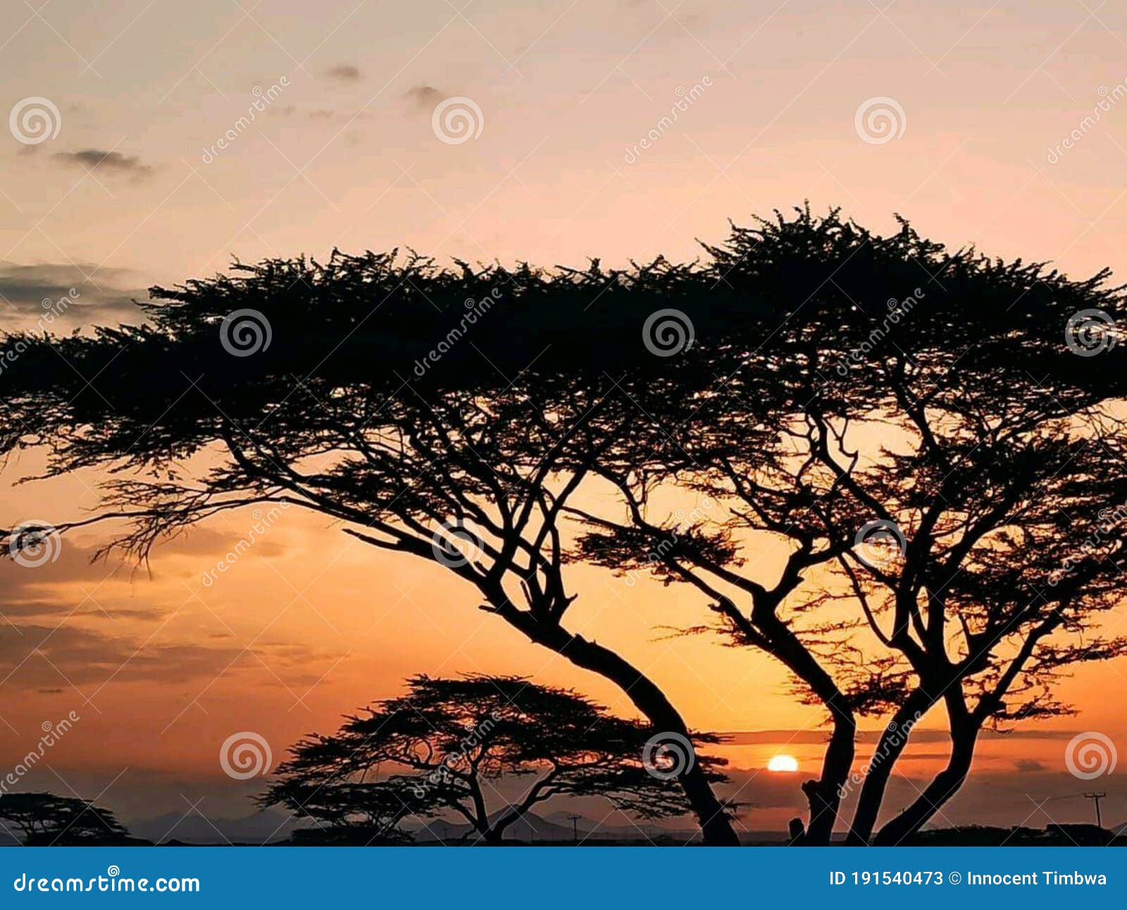 Sunset, Safari,nature,color, Trees Stock Image - Image of ...
