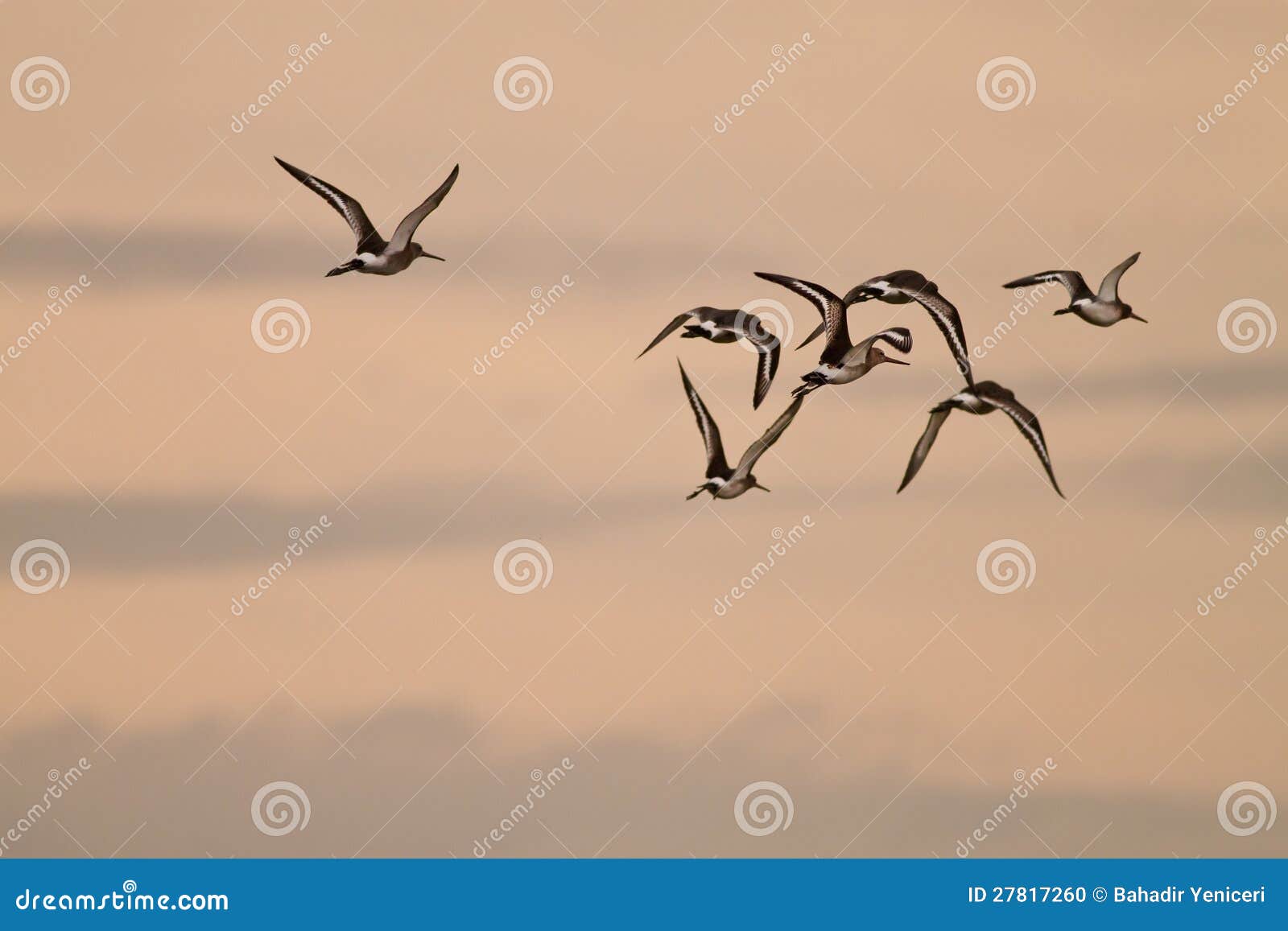 1,185 Flying Sandpiper Stock Photos - Free & Royalty-Free Stock Photos ...