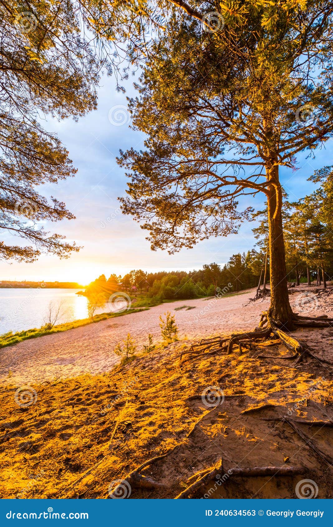 Sunset on a Sandy Beach in a Pine Forest Stock Image - Image of ...