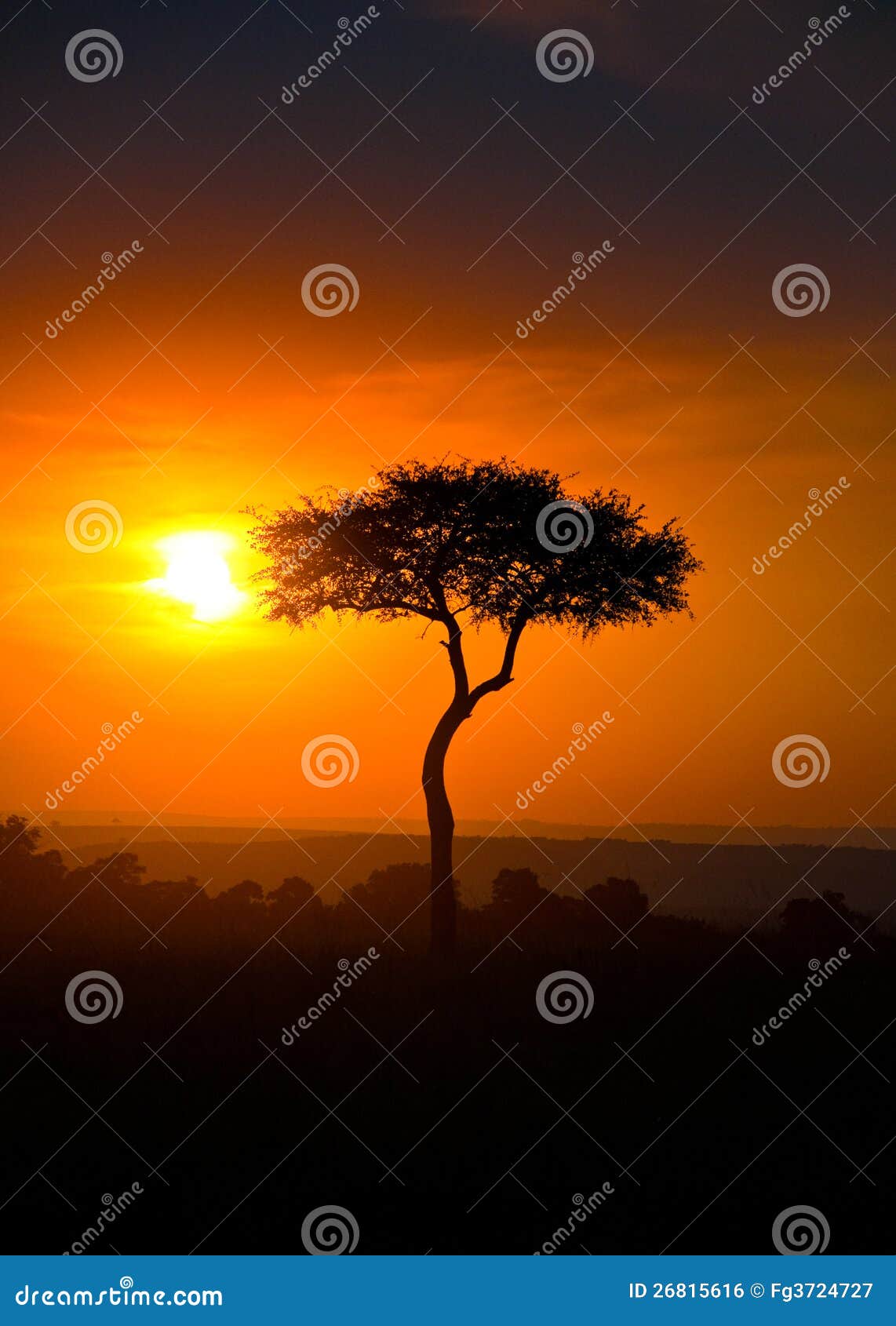 Sunset on the Savanna, Portrait Stock Photo - Image of serengeti, kenya ...