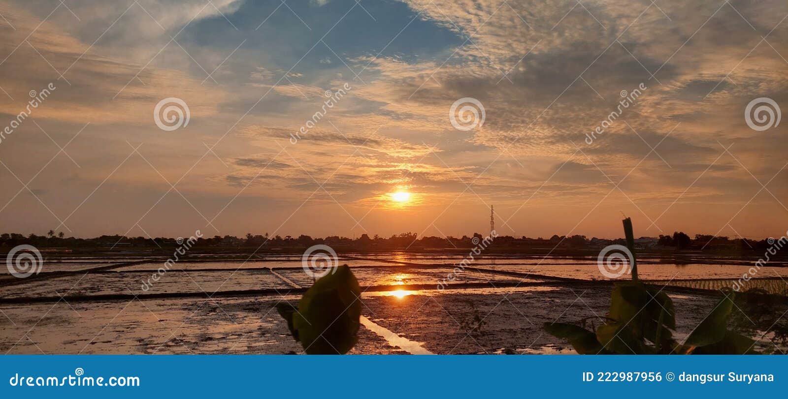 Sunset on the Sawah Afternoon Beautiful Stock Photo - Image of sawah ...