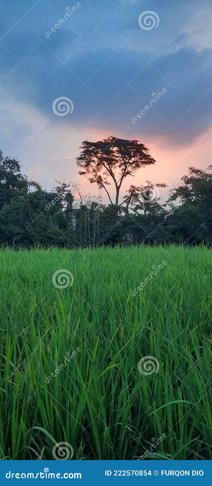 SUNSET SAWAH FOREST ALAM HUTAN Stock Photo - Image of hutan, sunset ...