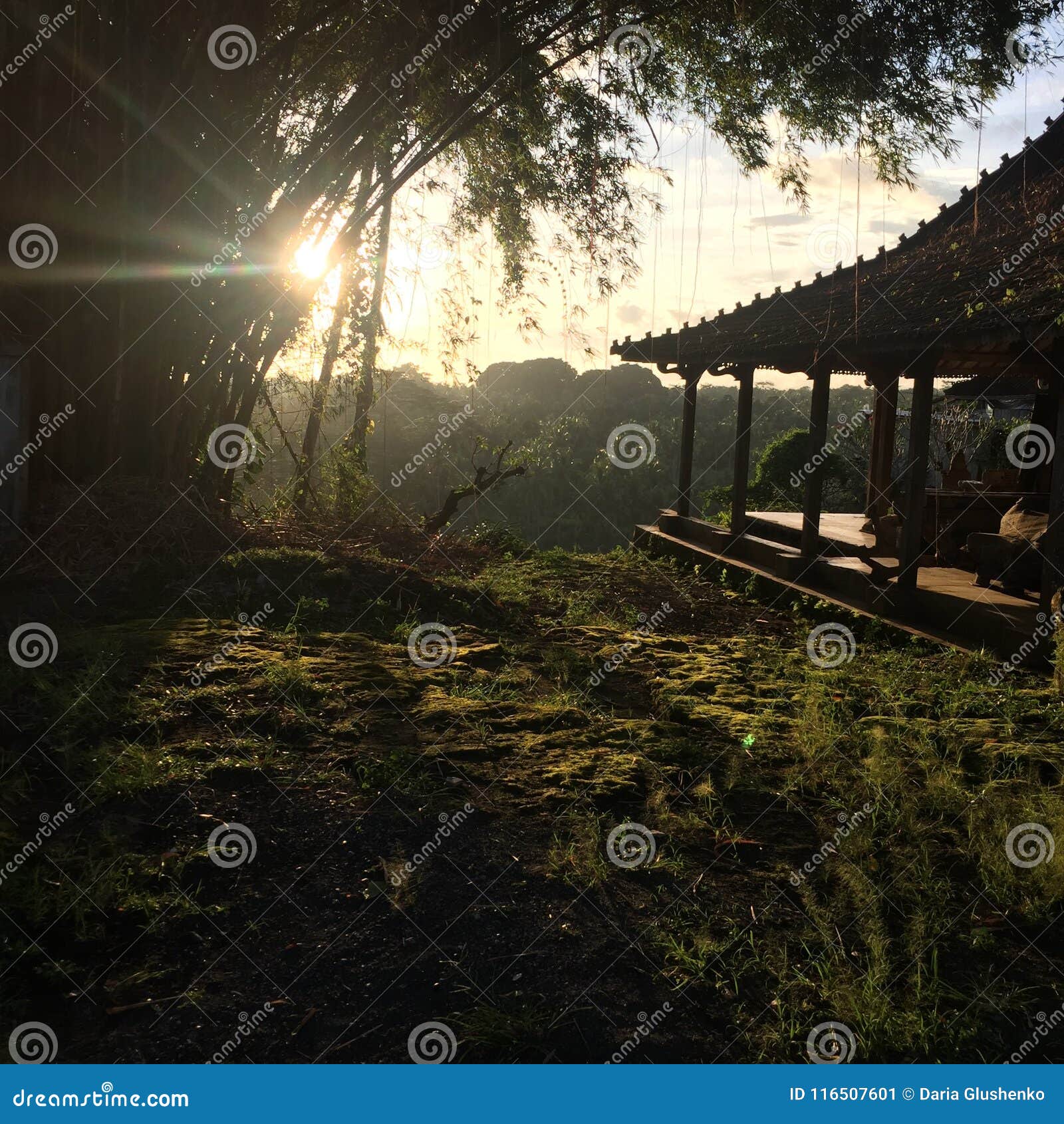 Bali stock image. Image of terraces, sayan, bali, sunset - 116507601
