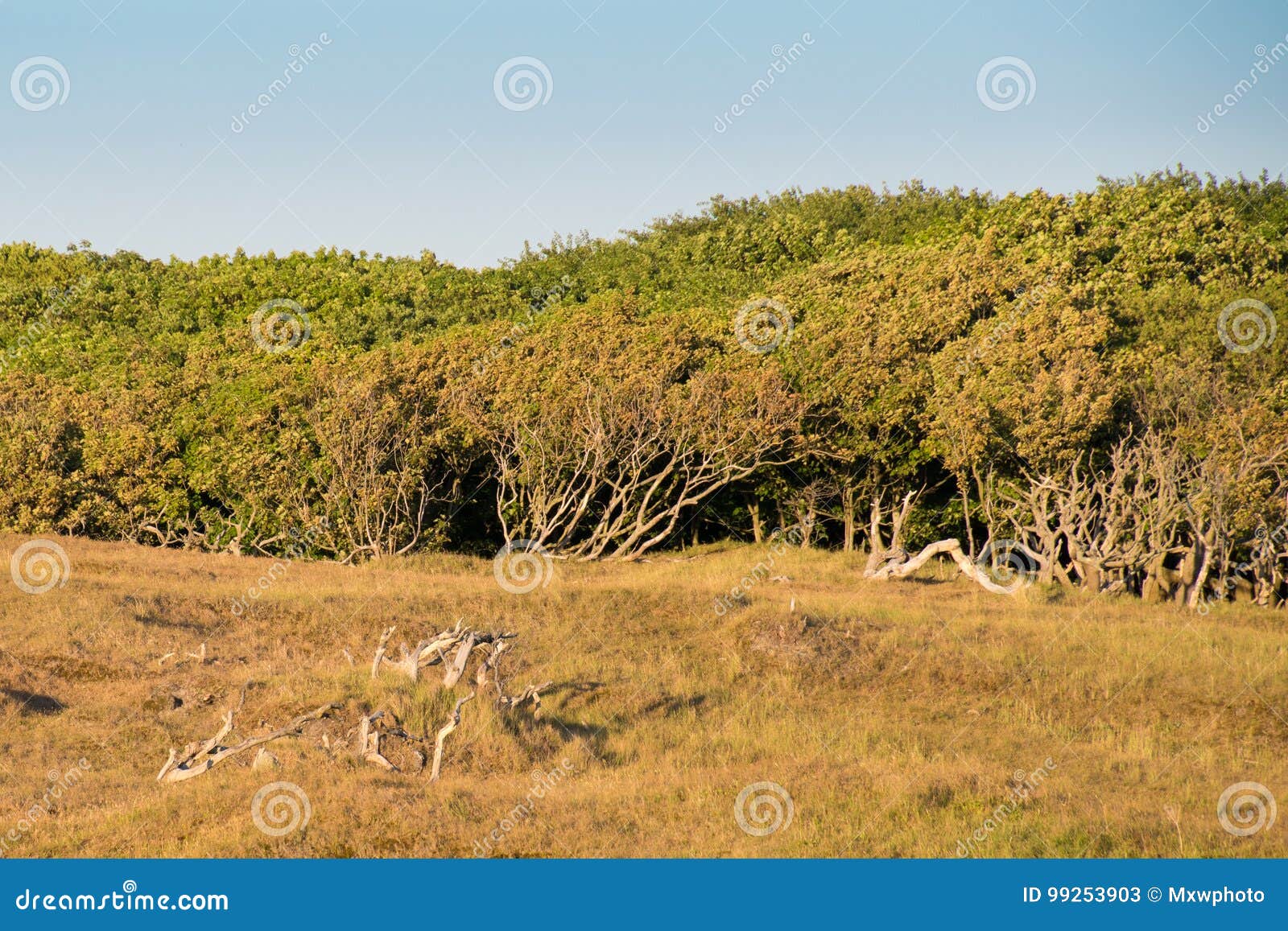 Sunset Scene at Beach Grassland at Forest Stock Image - Image of sunset ...