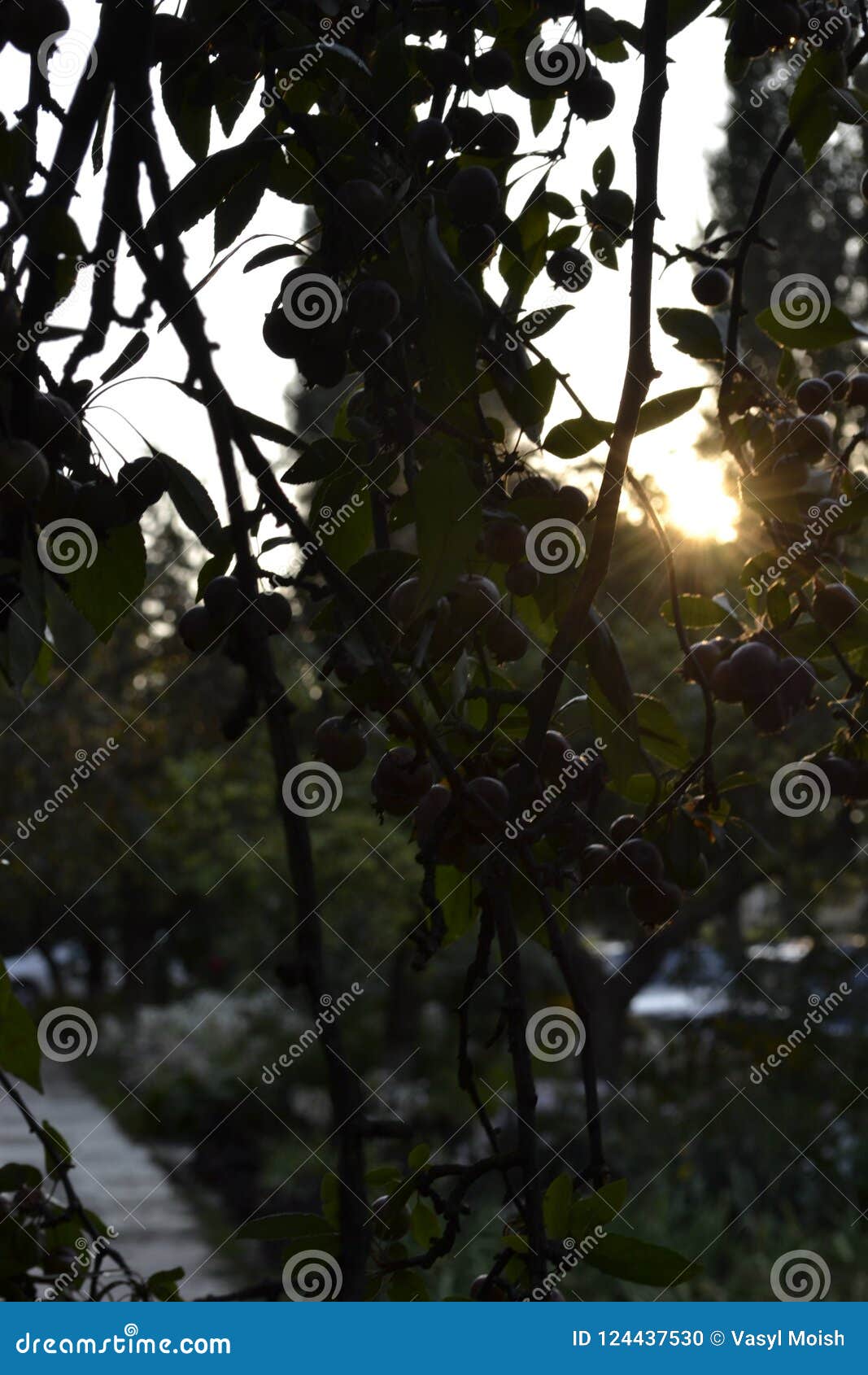 Sunset behind tree stock photo. Image of green, nature - 124437530