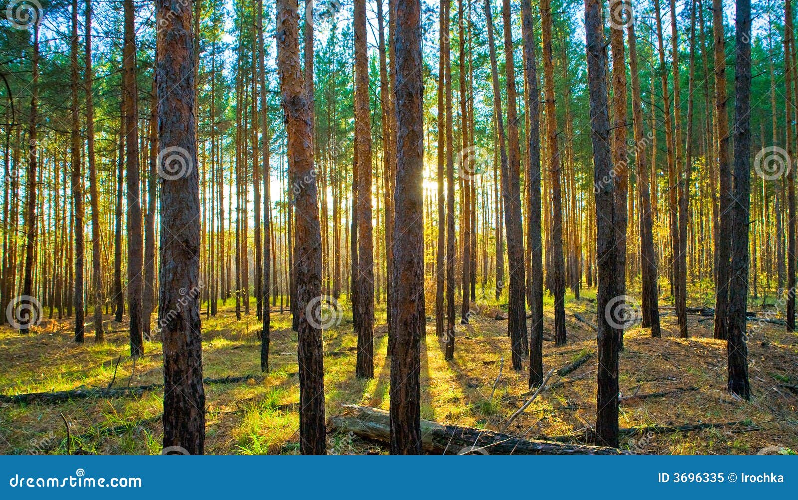 Sunset in Scots Pine Forest Stock Image - Image of colorful, evergreen ...