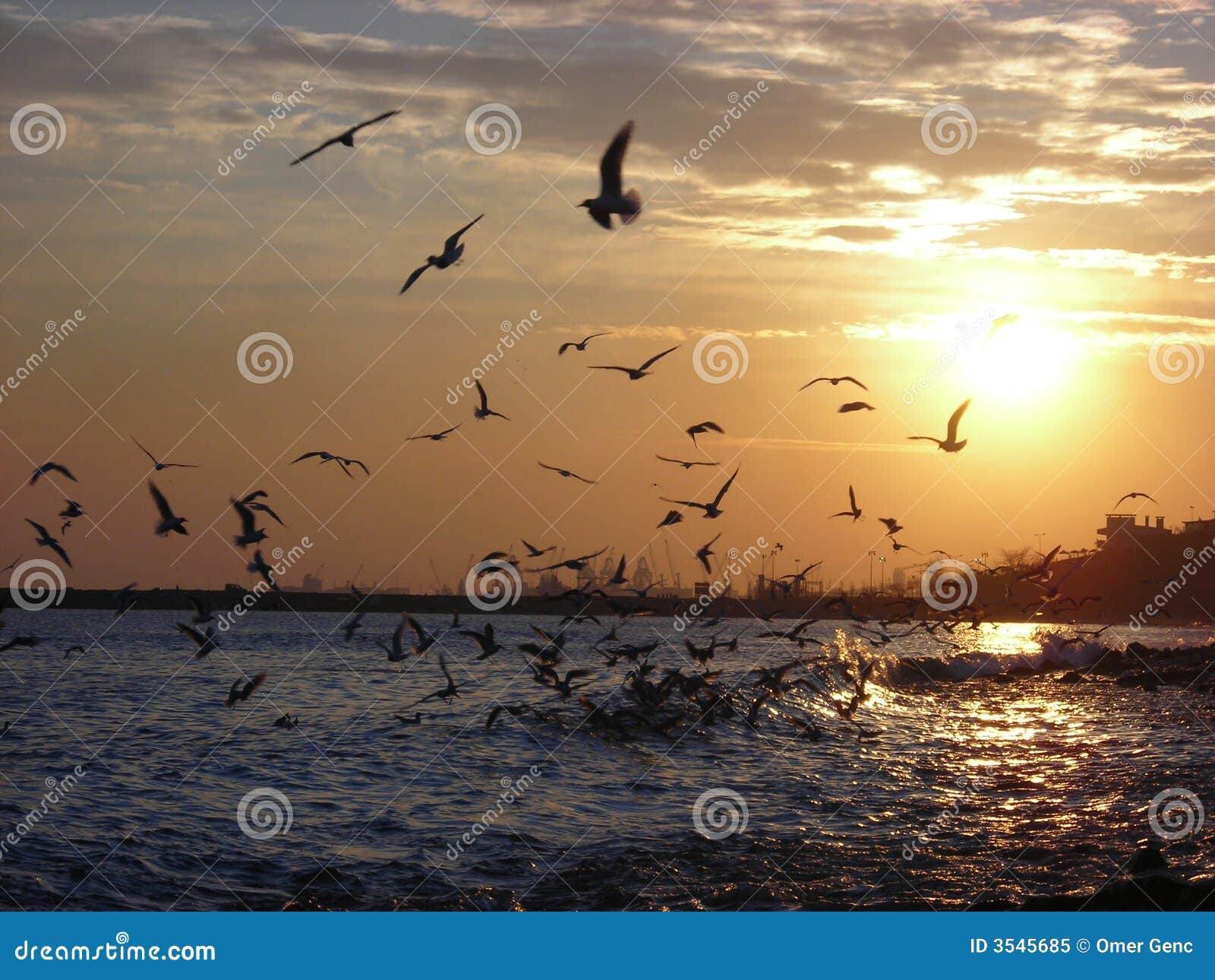 Sunset with sea gulls stock image. Image of water, gull - 3545685
