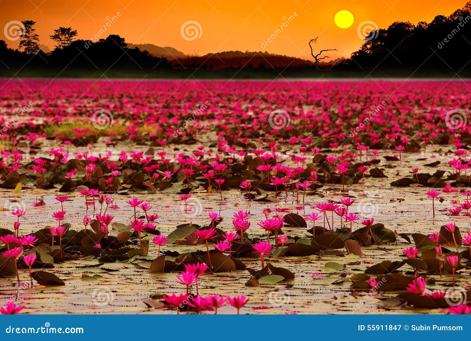 Sunset at Sea Lotus stock image. Image of religion, boat - 55911847