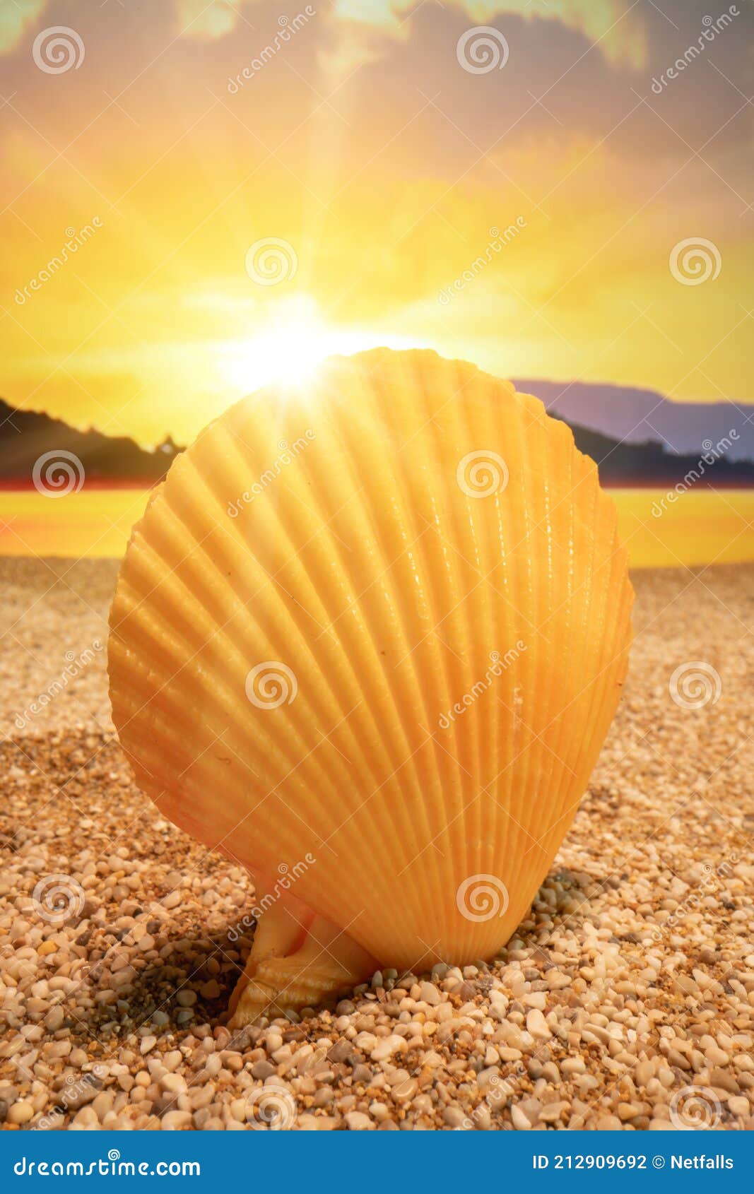 Sunset Seashell on the Beach Stock Photo - Image of landscape, seascape ...