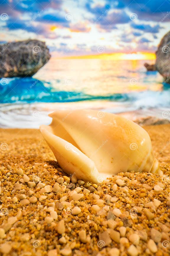 Sunset Seashell on the Beach Stock Image - Image of ocean, nature ...