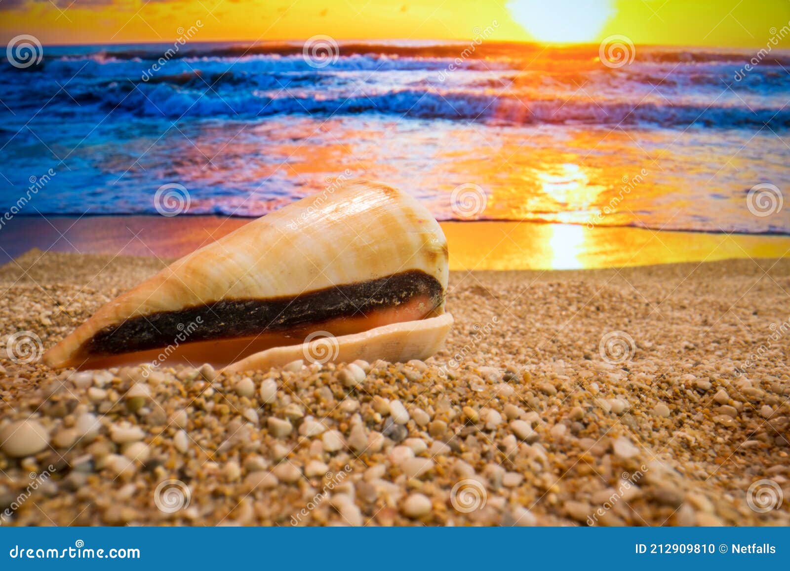 Sunset Seashell on the Beach Stock Photo - Image of landscape, blue ...