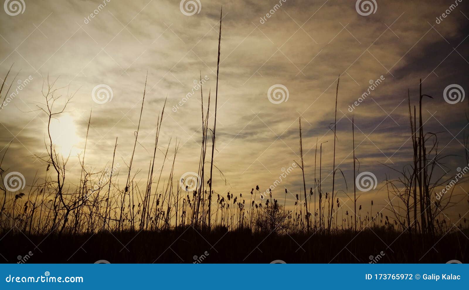 Sunset Seen through High Grass in a Swamp Stock Photo - Image of swamp ...
