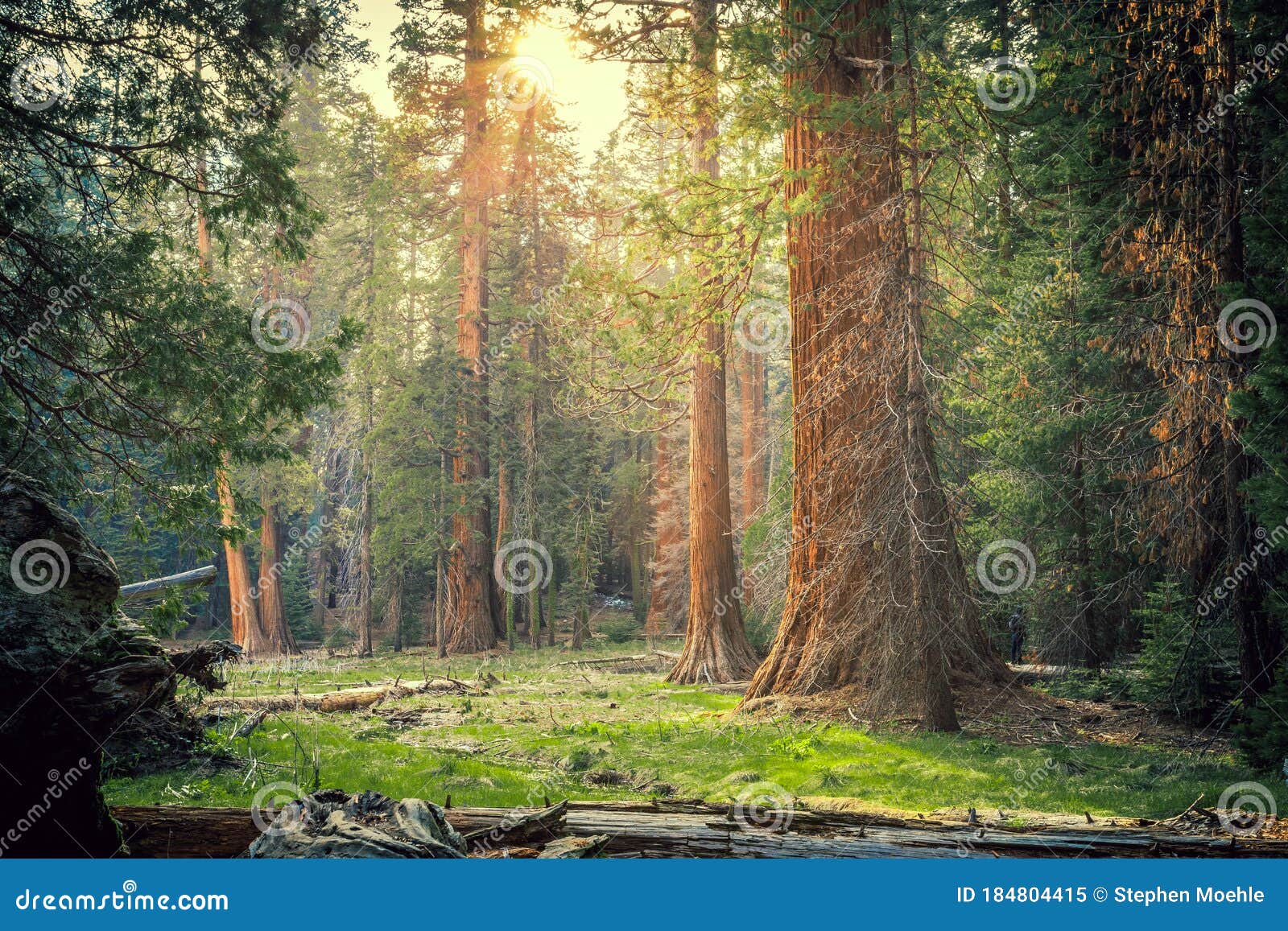 Sunset in the Sequoia Forest, Sequoia National Park, California Stock ...