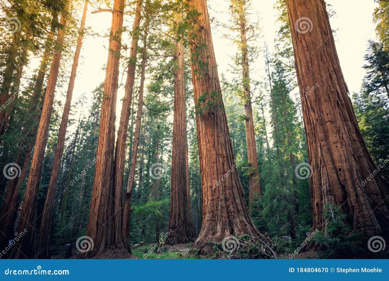 Sunset in the Sequoia Forest, Sequoia National Park, California Stock ...