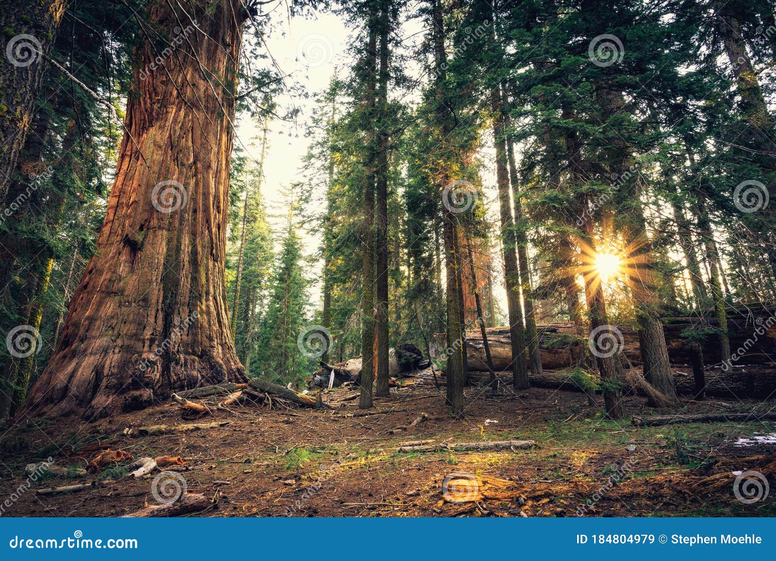 Sunset in the Sequoia Forest, Sequoia National Park, California Stock ...
