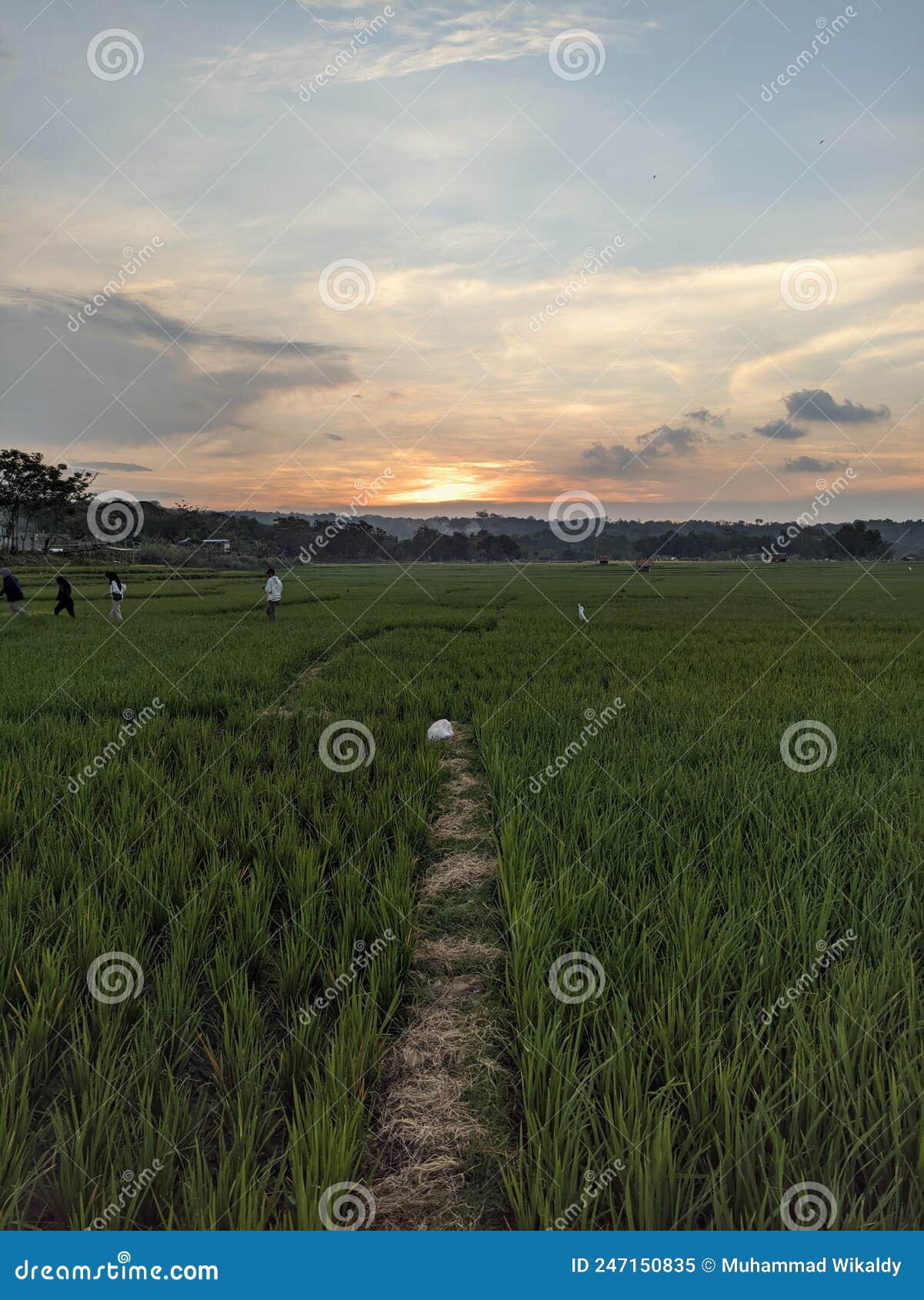 Sunset in Setu Patok stock image. Image of cirebon, ricefield - 247150835