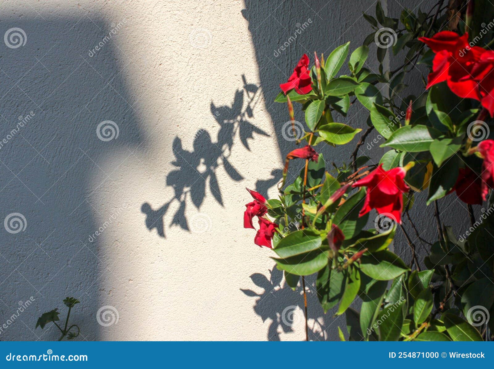 Shadow of a Plant in the Wall Stock Photo - Image of grunge, concrete ...