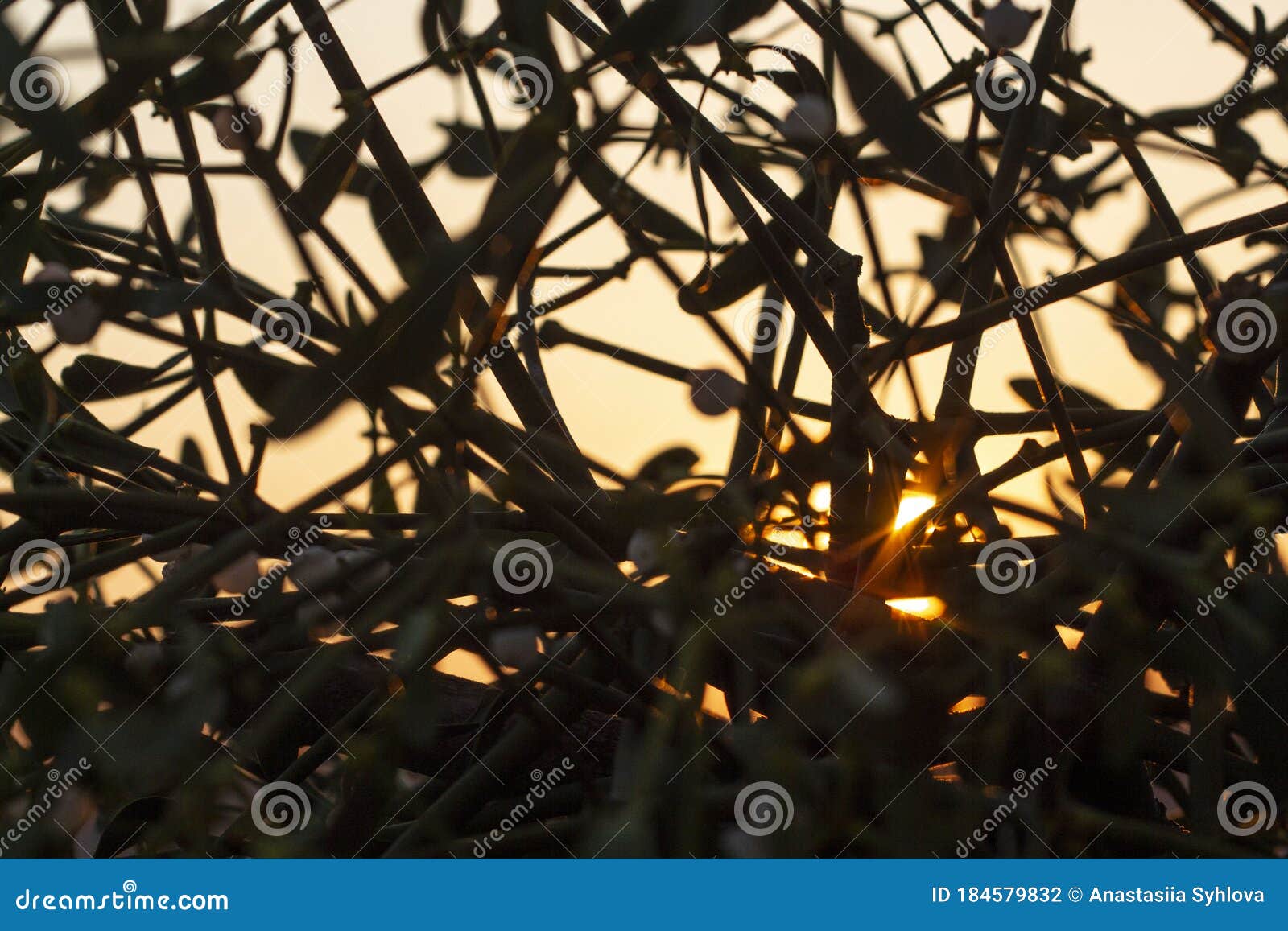Sunset. the Shadow from the Plants. Warm Light. Beautiful Flowers Stock ...