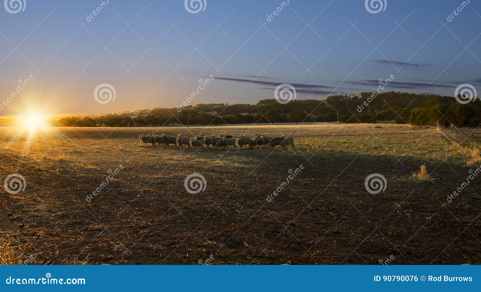 Sunset Sheep stock photo. Image of australian, setting - 90790076