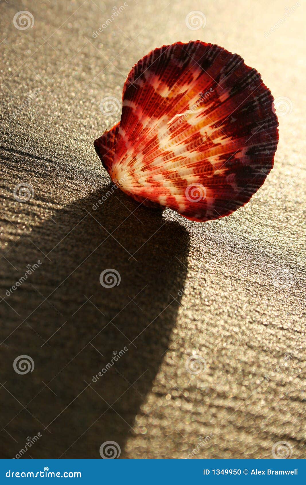Sunset Shell stock photo. Image of beautiful, shapes, white - 1349950