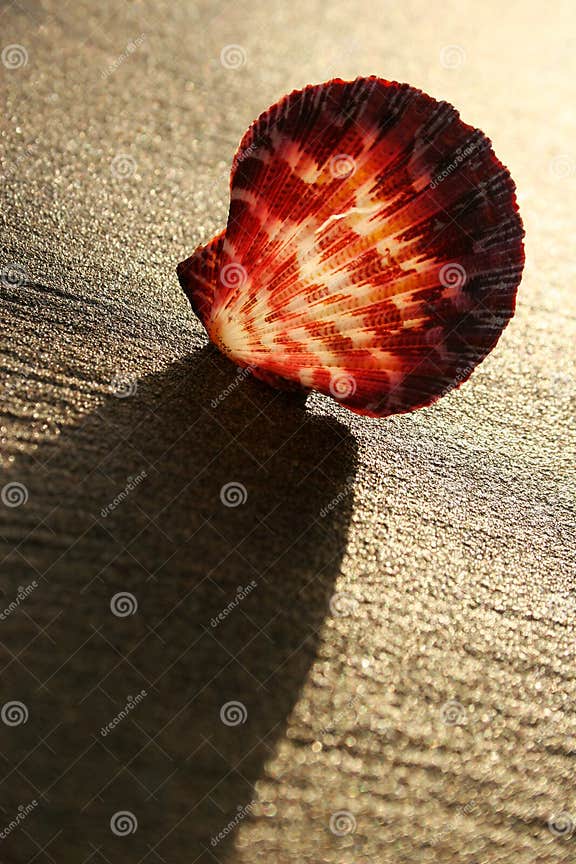 Sunset Shell stock photo. Image of beautiful, shapes, white - 1349950