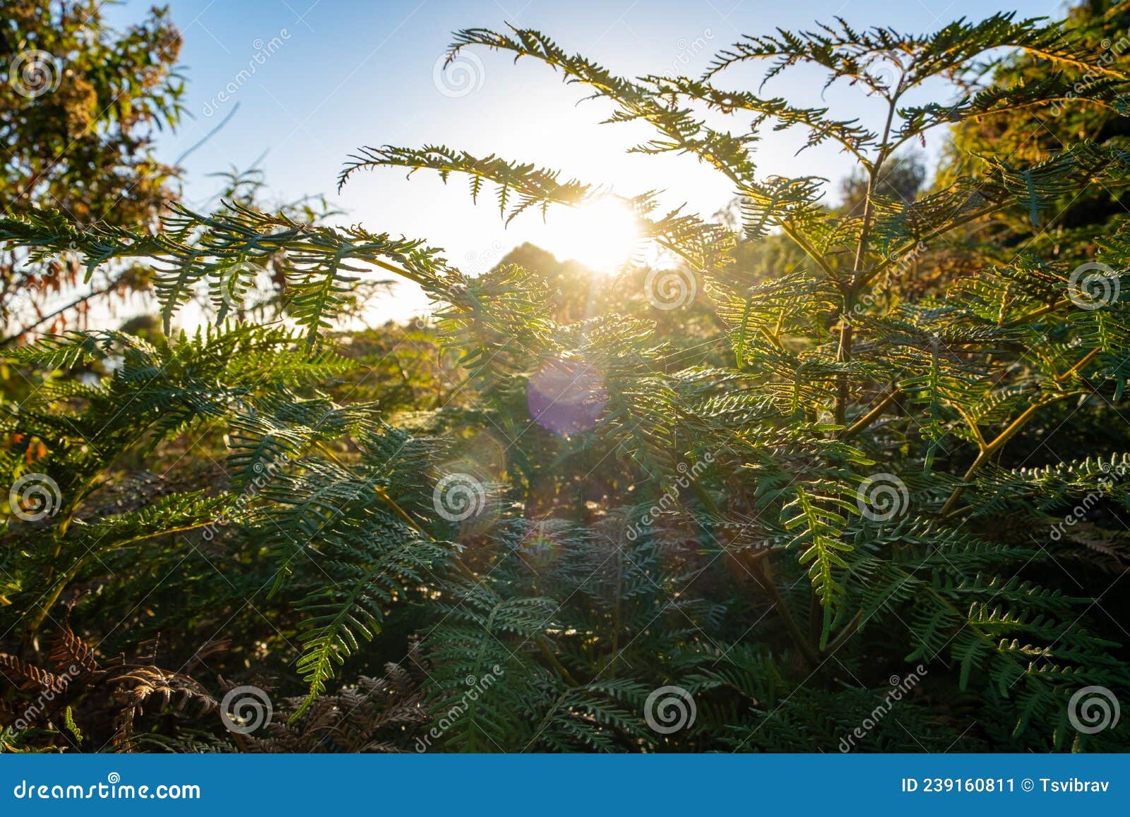 Sunset Shining through Ferns with Lens Flare. Stock Image - Image of ...