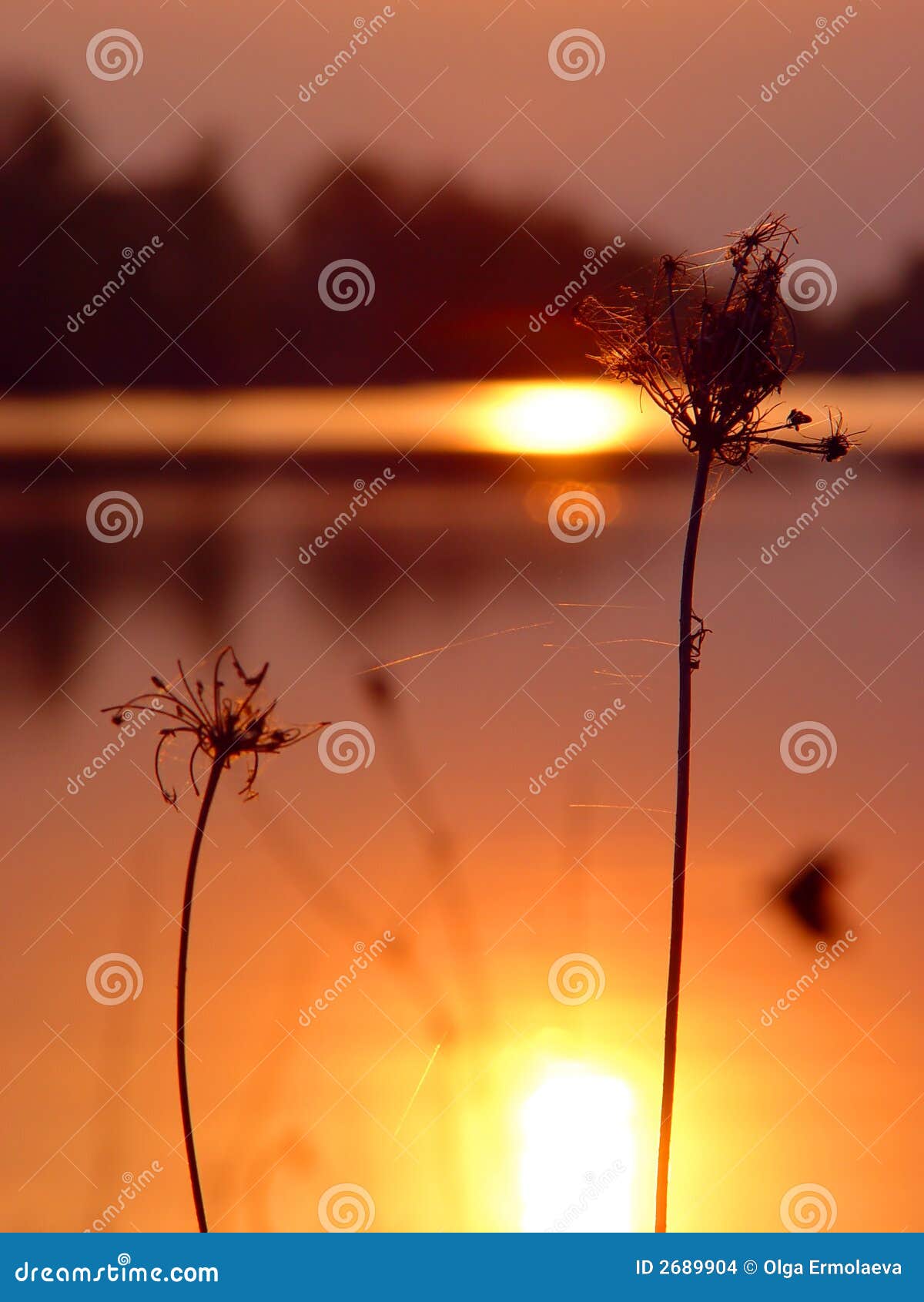 Sunset silent stock photo. Image of lake, beauty, plant - 2689904