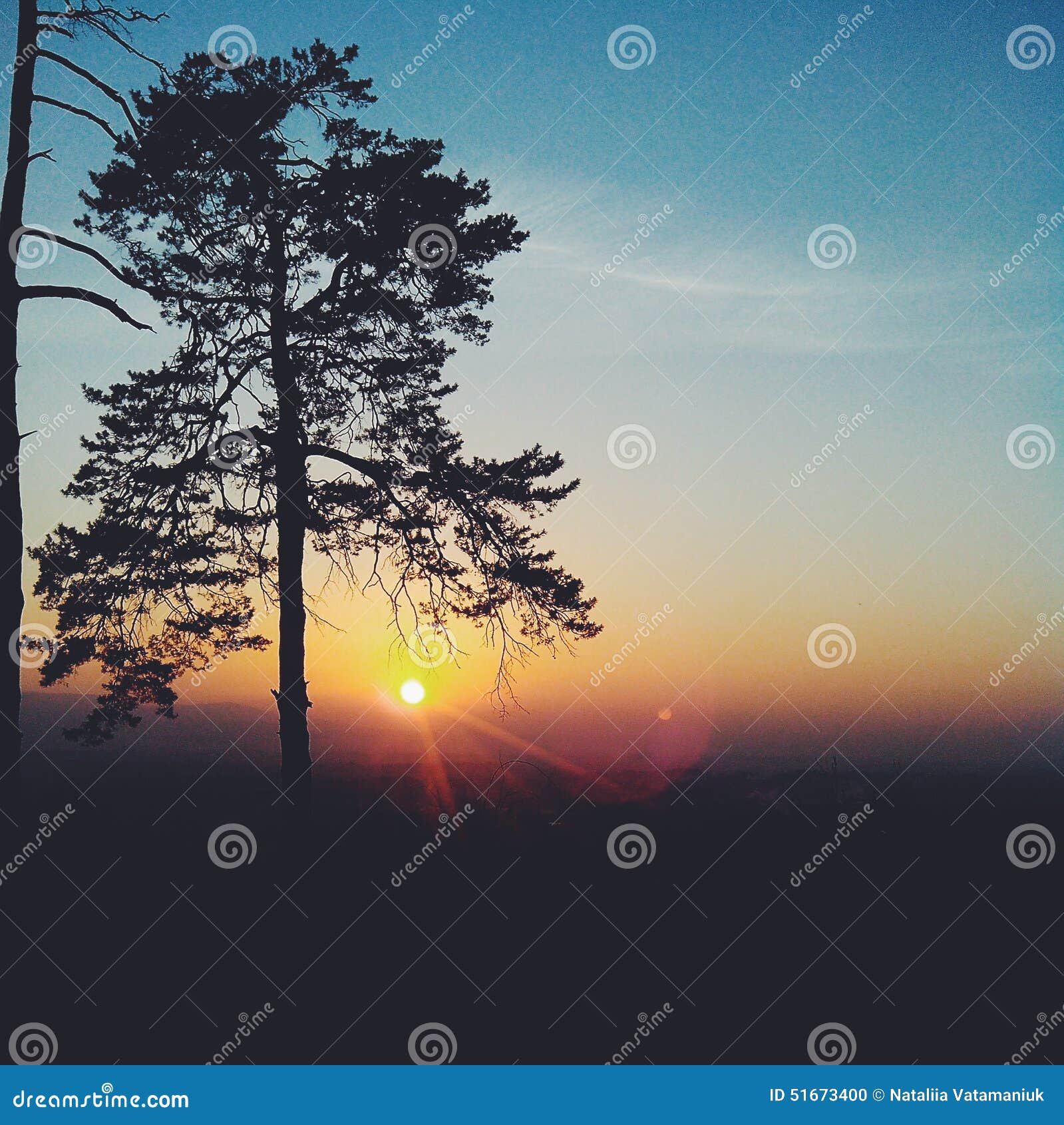 Sunset stock photo. Image of pine, skyline, sunset, tree - 51673400