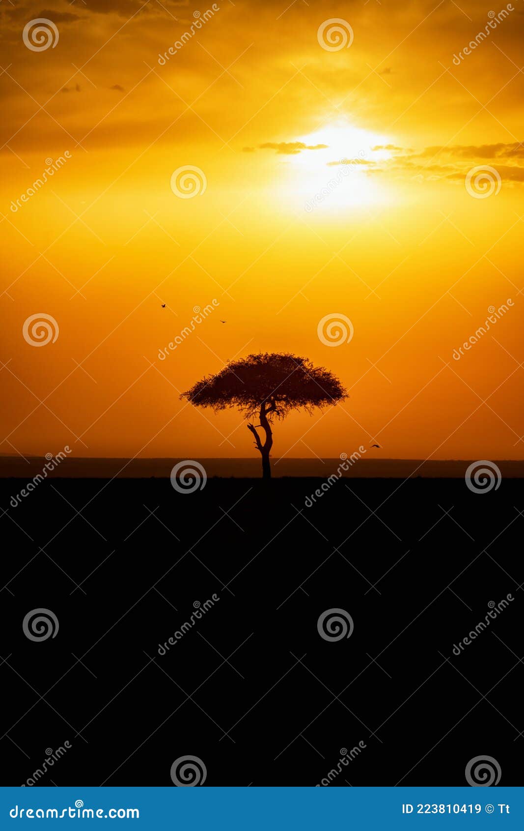 Sunset with a Single Tree in Silhouette Stock Image - Image of alone ...