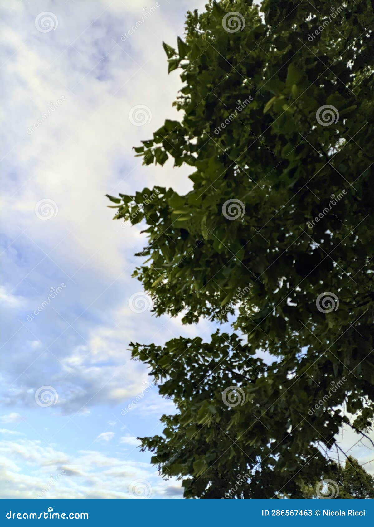 Sunset Sky with Clouds Framed by Tree Tops Stock Image - Image of ...