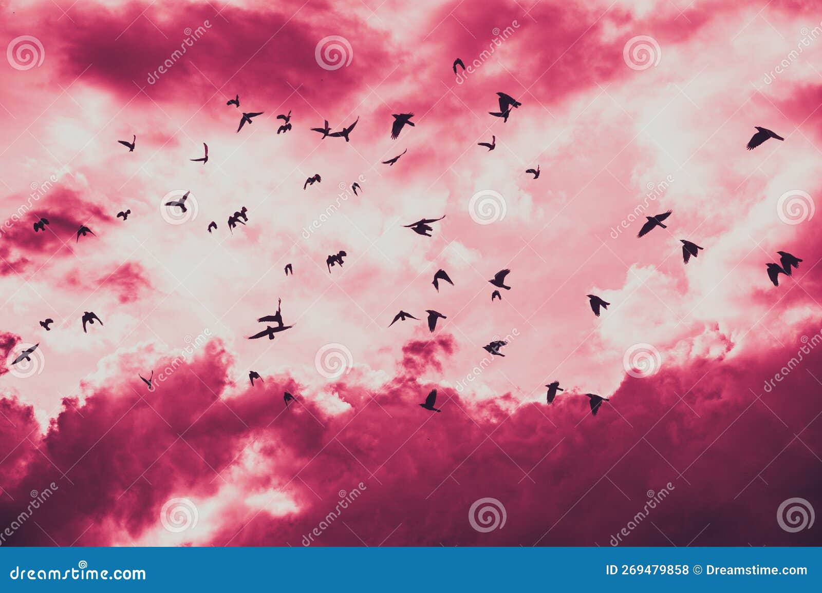 Sunset Sky with Dark Clouds and Flock of Birds Stock Photo - Image of ...