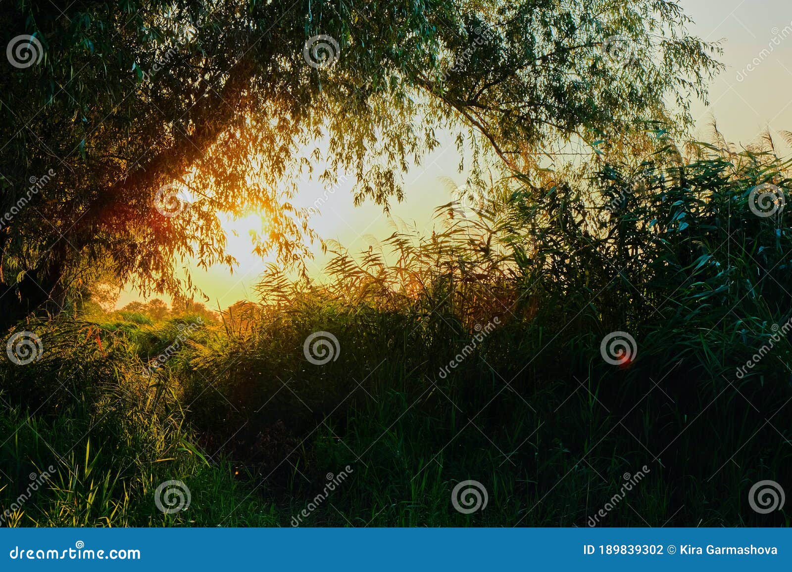 Sunset Sky Dark Landscape with Frame from Trees Stock Photo - Image of ...